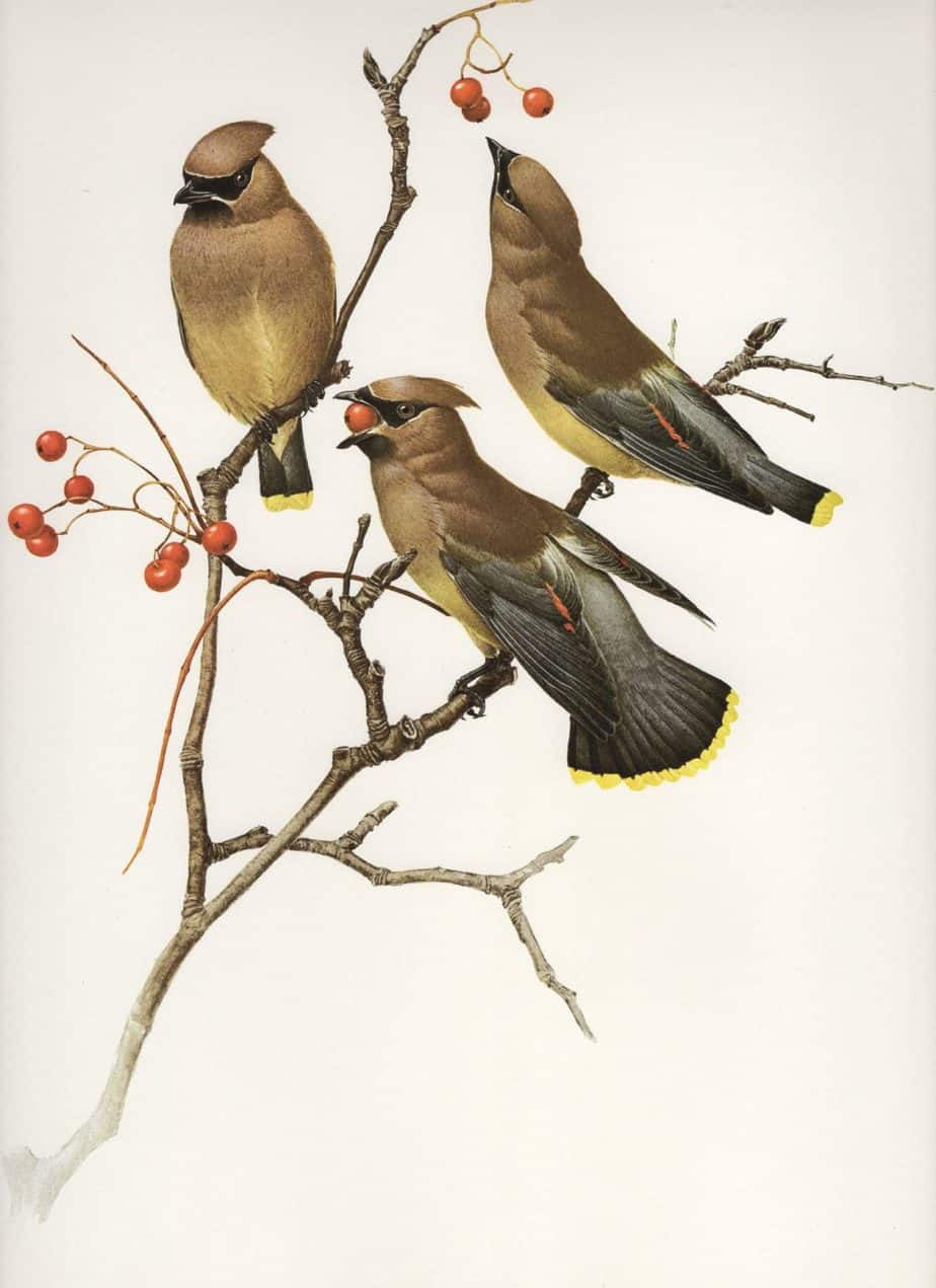 James Fenwick Lansdowne Bird Prints - Old Paper Shop