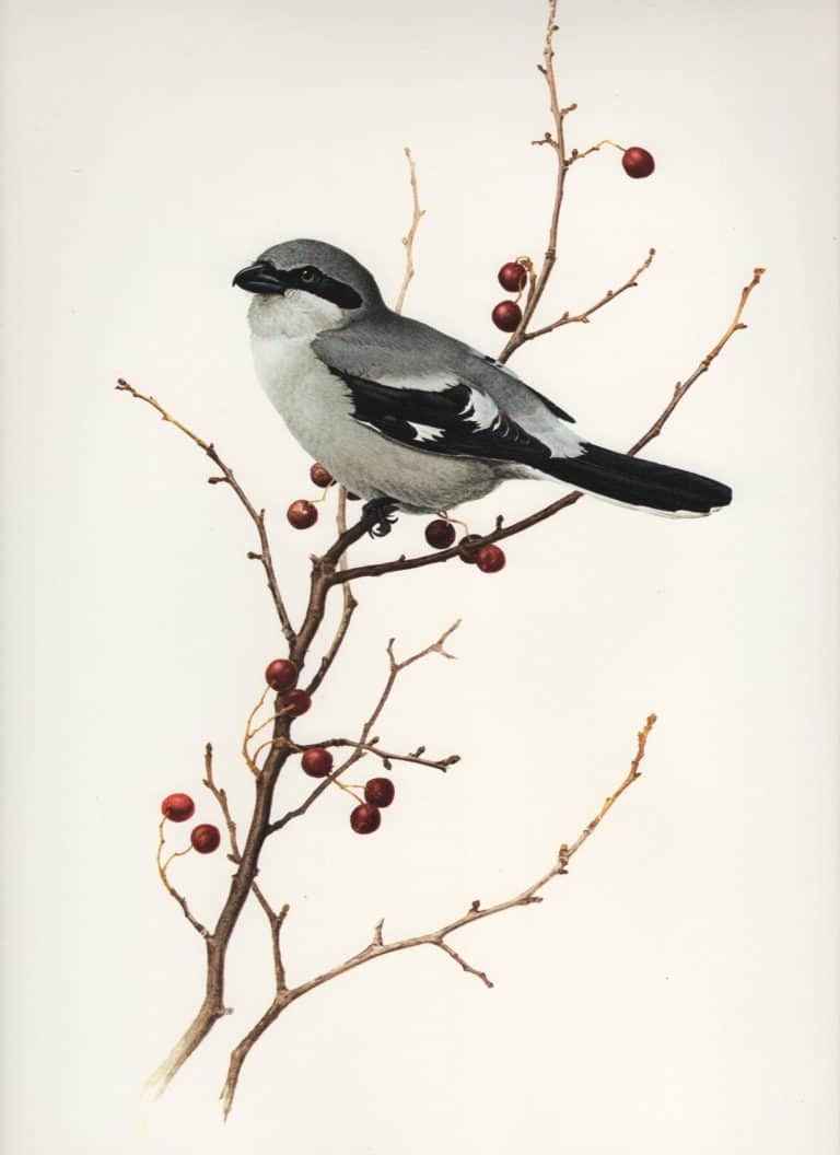 James Fenwick Lansdowne Bird Prints - Old Paper Shop