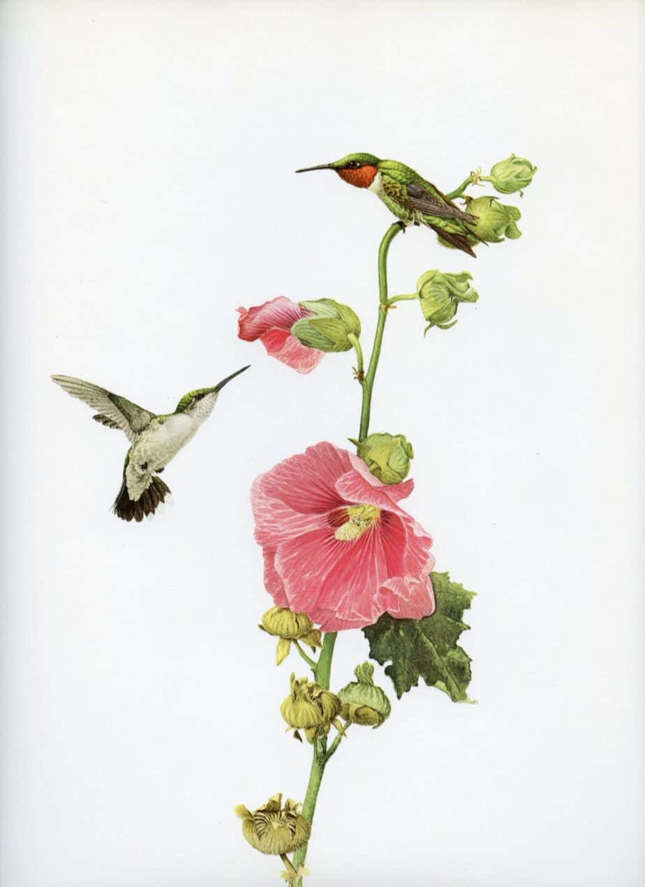 James Fenwick Lansdowne Bird Prints - Old Paper Shop