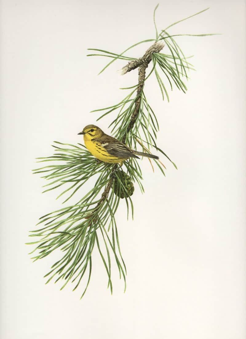 James Fenwick Lansdowne Bird Prints - Old Paper Shop