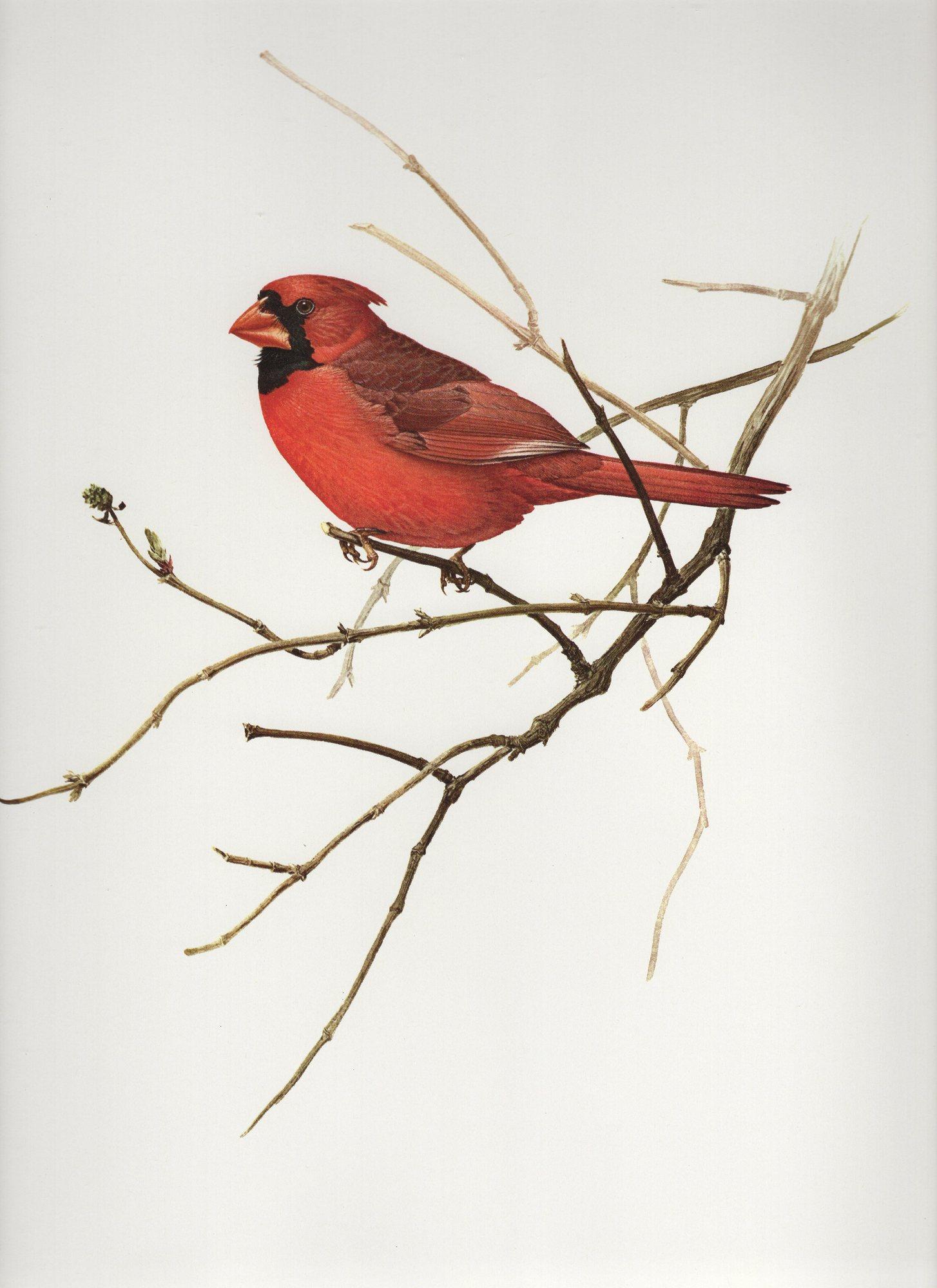 James Fenwick Lansdowne Bird Prints - Old Paper Shop