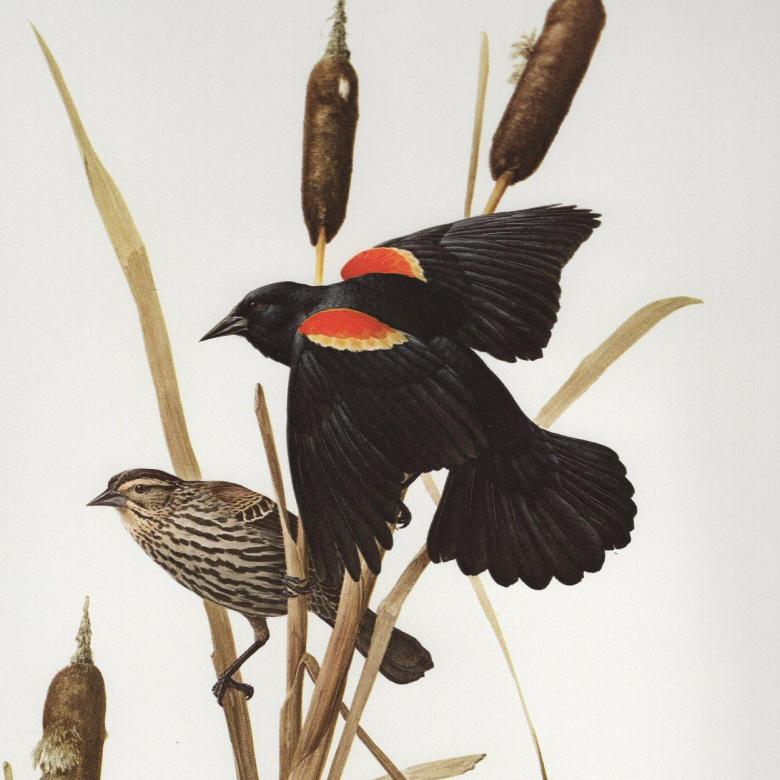 James Fenwick Lansdowne Bird Prints - Old Paper Shop